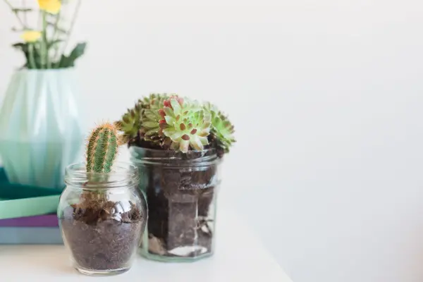 Cara menanam tanaman dalam pot | Cleanipedia