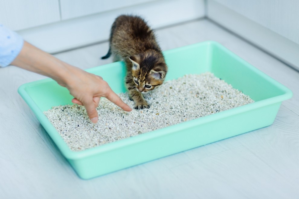 Anak Kucing Lucu