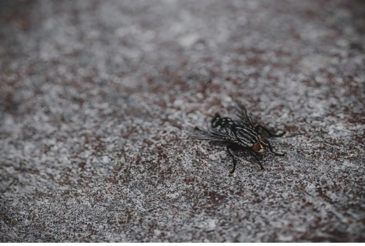 Cómo hacer insecticidas naturales: guía paso por paso | Cleanipedia